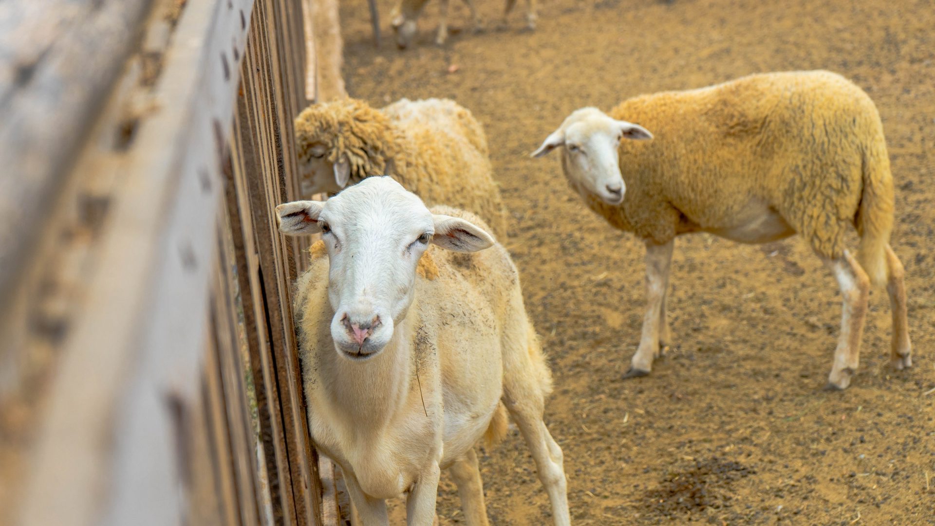 OVEJA DE PELO | SERPAR - Servicio de Parques de Lima