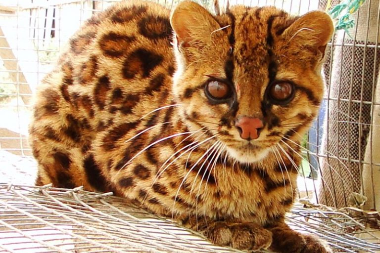 TIGRILLO | SERPAR - Servicio de Parques de Lima