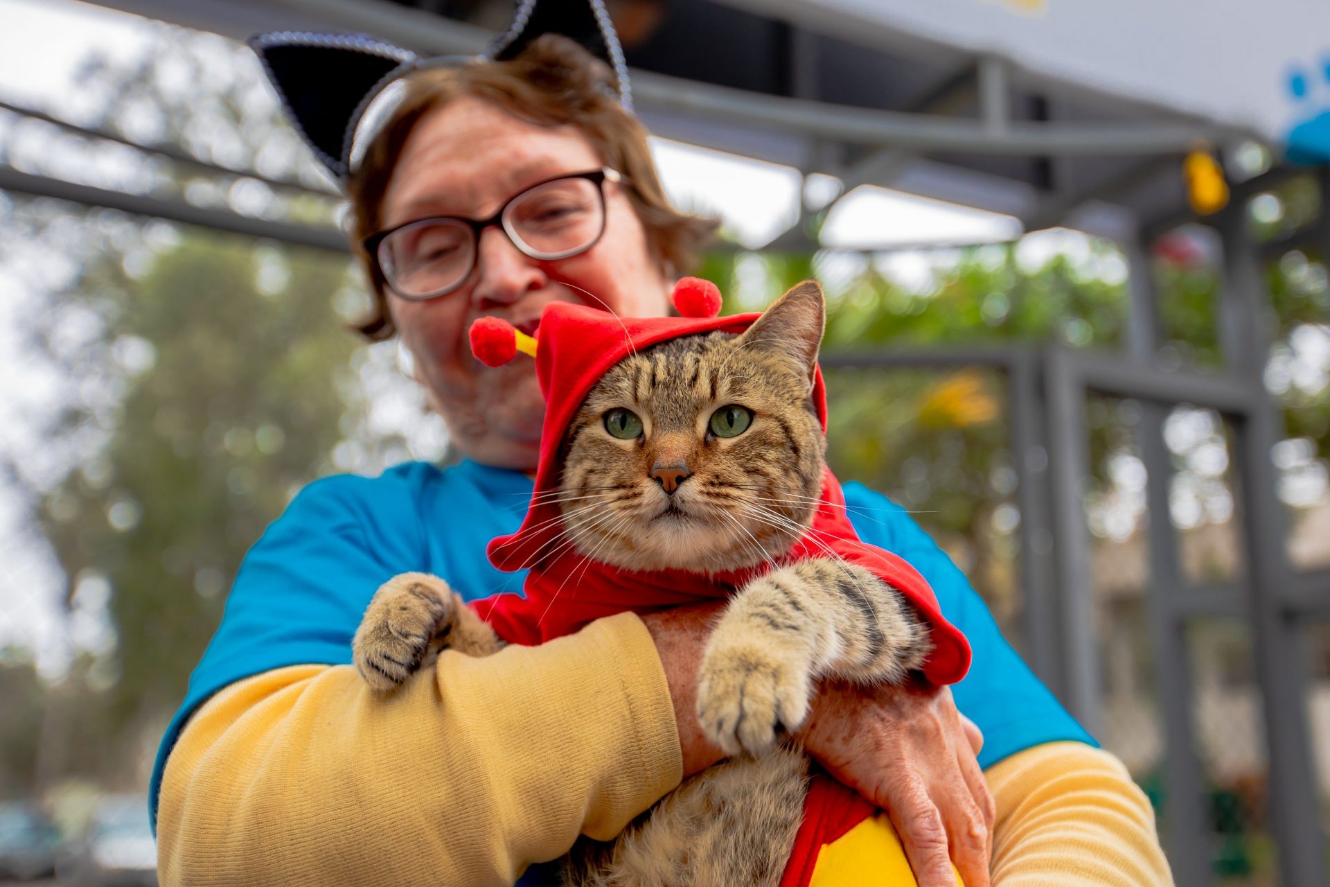 Decenas de felinos celebraron el Día Internacional del Gato en el Club ...